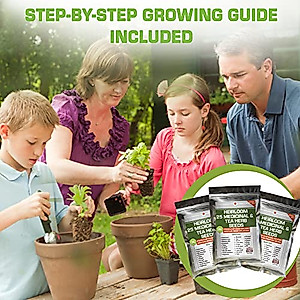 Set of 25 Medicinal Herbs and Herbal Tea Garden Seed Collection - Assorted Culinary Herb Seeds Variety Pack Including Lavender, Chamomile, Thyme, Oregano, Marjoram, and More