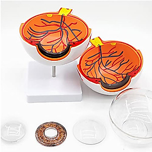 HINGONS 6X Enlarged Human Eye Anatomical Model, Anatomically Eyeball Display Model with Removable Stand for Medical Science Education & Anatomy