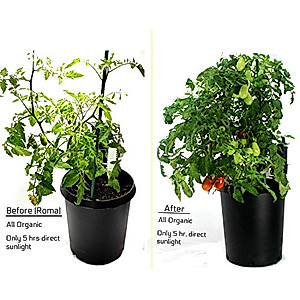 Plant Hydrator [All New Automatic Daily Drip Waterer to Beat This Summer's Heat Container Garden Organic Vegetables Confidently [Fits Grow Bags Self Watering Planters]