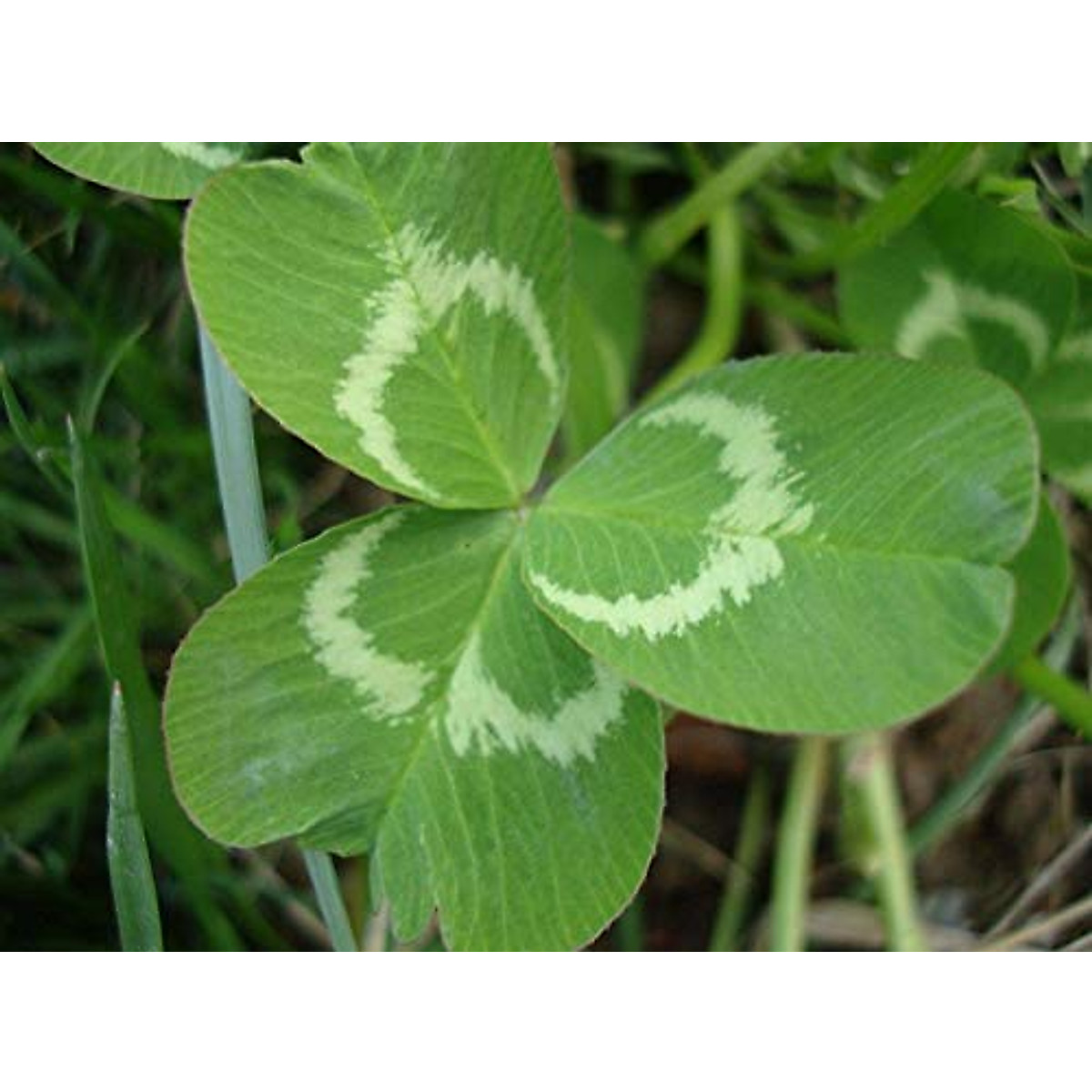 200+ Lucky Clover Flower Seeds Meadow Fields Creeping Plants Rare Wild Grass