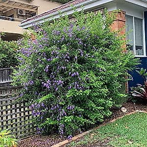 CHUXAY GARDEN Duranta Erecta,Golden Dewdrop, Pigeon Berry,Skyflower 125 Seeds Purple Sprawling Shrub Small Tree Ornamental Flowering Plant Low-Maintenance
