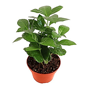 California Tropicals Arabica Coffee Plant - 4'' Live Plant, Coffee Tree, Cutie Beans, Indoor Plant Care, Gift for Coffee Lovers, House Plants Indoors for Beginners, Flowering Trees & Shrubs