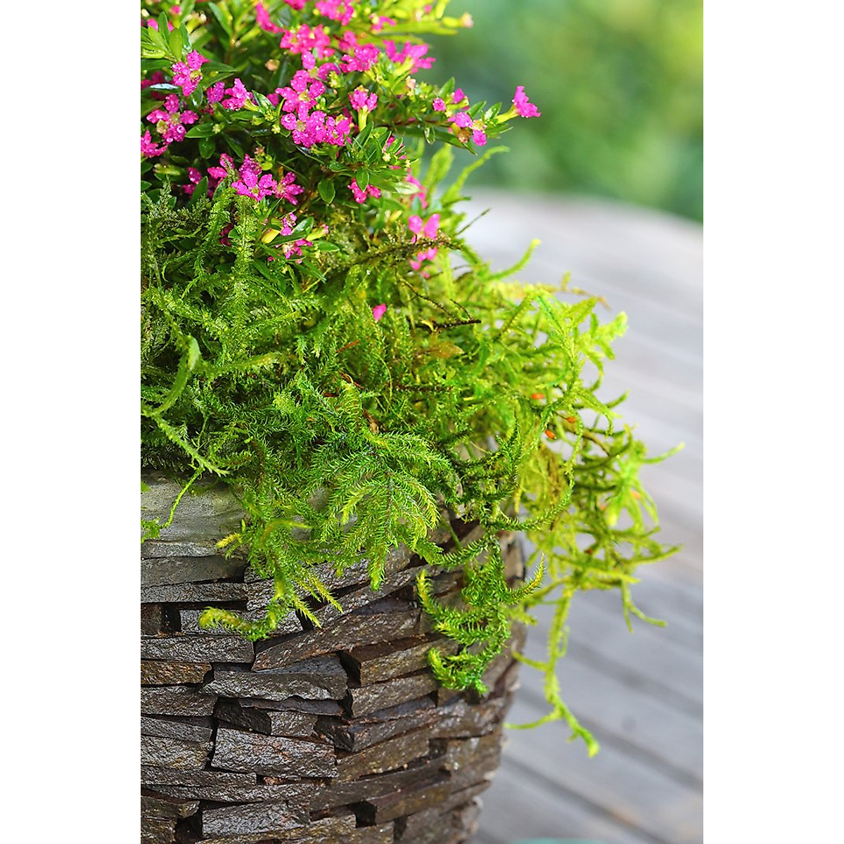 SuperMoss (25322) Forest Moss Preserved, Fresh Green, 8oz