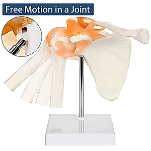 Winyousk Shoulder Joint Model, Scientific Medical Shoulder Anatomy Model with Functional Ligaments for Classroom Study Display Medical Teaching Model