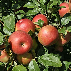 CHUXAY GARDEN Miniature Apple Tree Seed 10 Seeds Dwarf Apple Fruit Plant Heirloom High Yield Flourishing Perfect for Containers