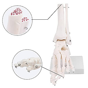MIIRR Human Foot Skeletal Model,with Tibia and Fibula, Life Size Full Joint Model of Foot and Ankle, Suitable for Teaching and Research Tools