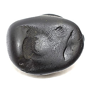 Rudrakshguru TriVikrama Shaligram - Gandaki River Nepal