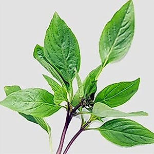 Vta LABO-H Probiotics Hair Loss Symptom Relief Shampoo Scalp Cooling 180ml / 6.1 fl oz