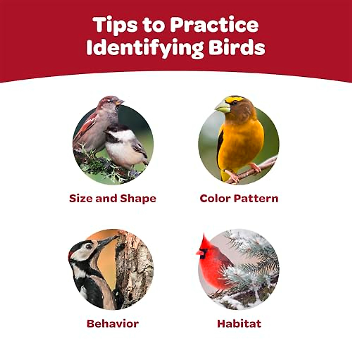 Kaytee Wild Bird Seed & Mealworm Seed Cake Food For Bluebirds, Chickadees, Woodpeckers and More, 1.4 Pound