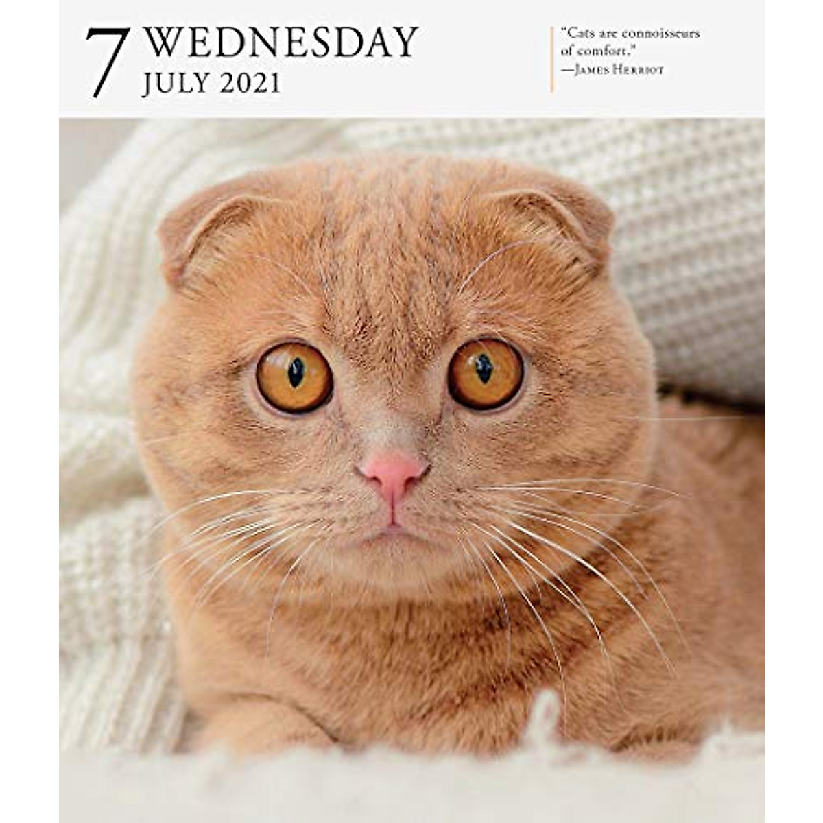 Cat Page-A-Day Gallery Calendar 2021