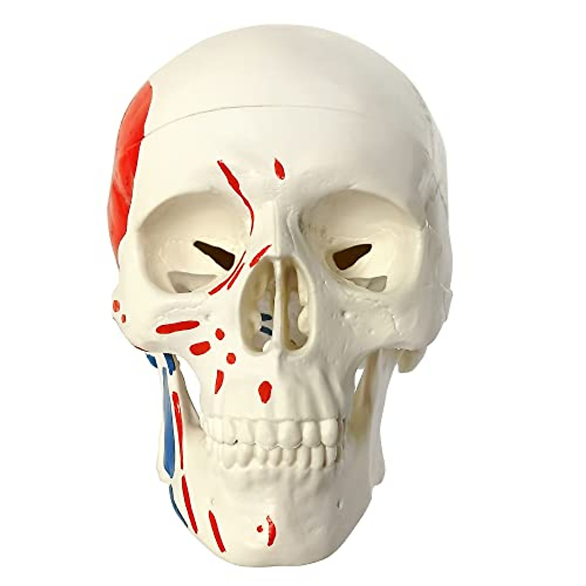 Mini Human Skull Model W/Muscle Insertion and Origin Painted, 3 Parts Palm-Sized Anatomy Skull Model with Removable Skull Cap & Full Set Teeth, School Teaching-Learning Tool