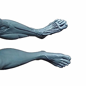 BoNew-Oral 30CM Human Anatomical Anatomy Skull Head Body Muscle Bone Resin Model