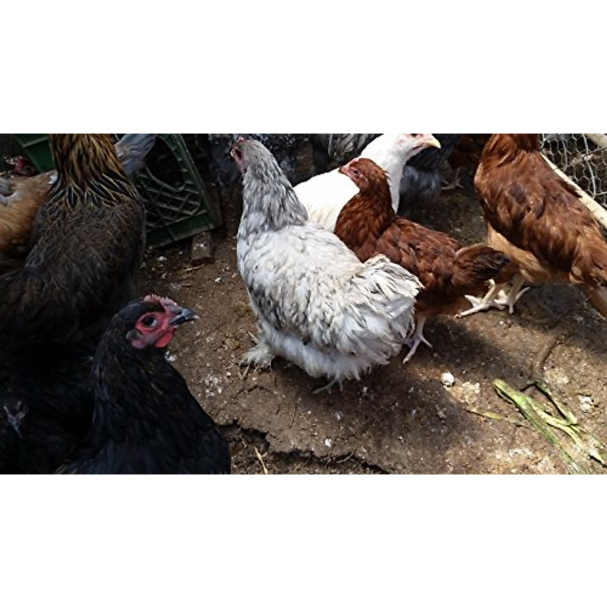 6 Fertile Chicken Hatching Eggs