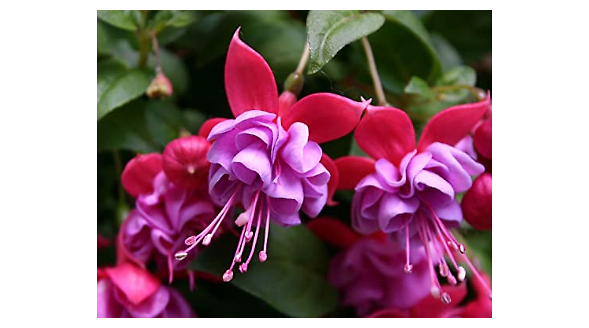 Mixed Fuchsia Seeds for Beautiful Garden & Home Growth