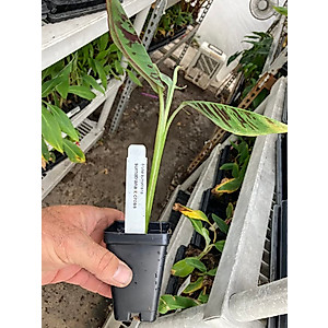 Dwarf Red Banana - Edible Red Banana - Sumatrana “X” Cross Banana