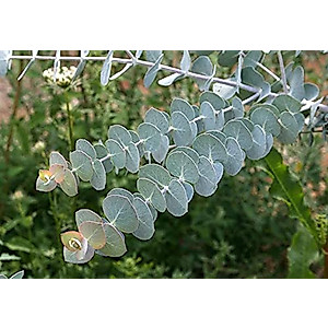 10 Baby Blue Seeds, Silver Leaved Mountain Gum, Powdered Gum, Mountain Silver Seeds - 10 Seeds (Eucalyptus pulverulenta) - Pack of 10 Rare and Viable Seeds - QO Seeds