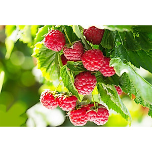710+ Dwarf Fruit Seeds for Planting (Individually Packaged) Cherries 10pcs White Strawberry 200pcs Red Strawberry 200pcs Raspberry 200pcs Elderberry 100pcs