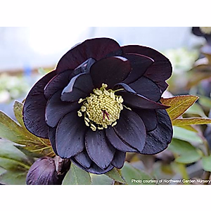 Perennial Farm Marketplace Helleborus x W.J. 'Onyx Odyssey' (Lenten Rose) Perennial, 1 Quart, Near Black Flowers