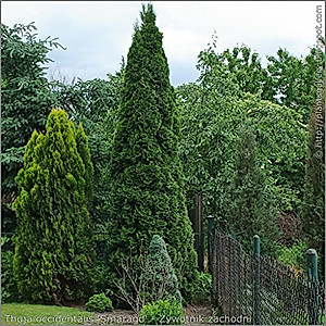 10 Thuja Green Giant Arborvitae 8-12" tall trees