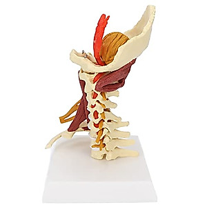 Cervical Spine Medical Model, Removable Spinal Nerves Anatomical Model Human Cervical Spine Demonstration Model Spine Anatomy Education Model for Science Classroom Study Display Teaching