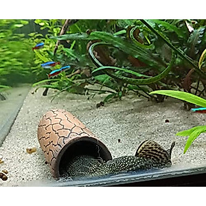 Plecoceramics Pleco breeding Cave Kit 6 pcs Size Small for hypancistrus Zebra L046 bristlenose and Betta Fish