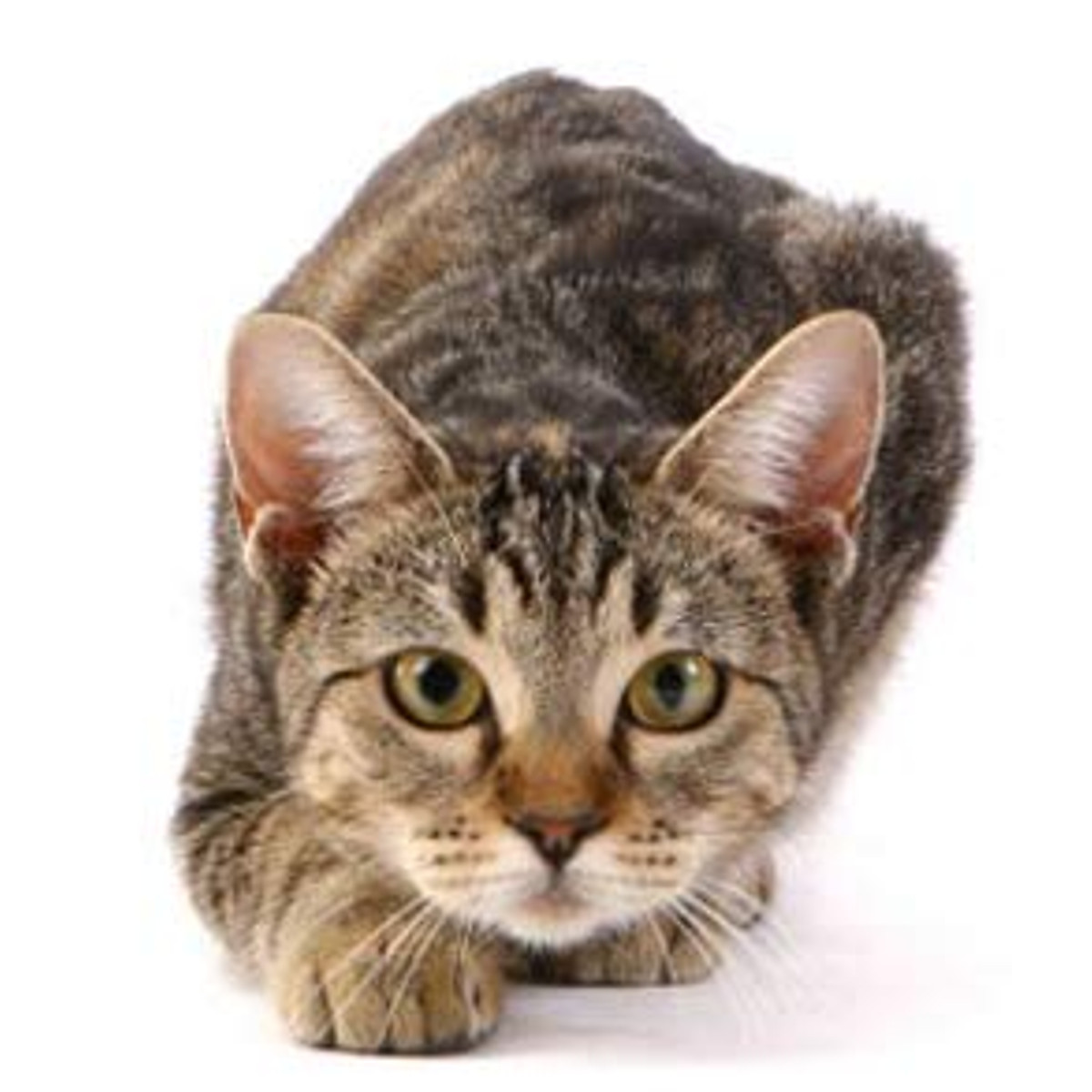 Vitamins for Cats Immune System - Ultra CAT Vitamins - Mineral Supplement - Premium Chews - cat Senior Vitamins - 180 Treats (2 Bottles)