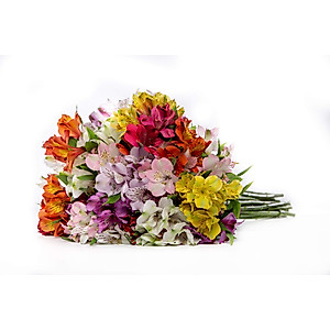 BloomsyBox: 24 Multicolored Alstroemeria Bouquet Flowers, Two Dozen, Long Lasting & Hand-Tied, Farm Fresh Cut Flowers Bouquet, birthday flowers,anniversary Flowers | No Vase