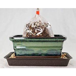 Calibonsai 6inch Rectangular Green Bonsai Succulent Pot Soil Tray Rock Mesh Kit