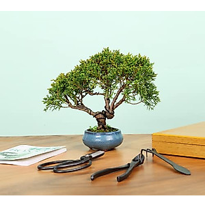 Bonsai Tools Set with Wood Box 12PCS Heavy Duty Bonsai Tree Kit, Trimming Scissor Shears, Concave Cutter, Wire Rolls, Wire Cutter and More, Gardening Bonsai Pruning & Care Kit