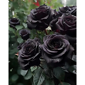 Rare Black Rose Seeds for Planting, Heirloom, No-GMO 200+ Beautiful Flower Seeds Home Garden Bonsai