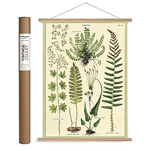 Cavallini Papers & Co., Inc. Cavallini Vintage Fern Hanging Poster Kit, Multicolor