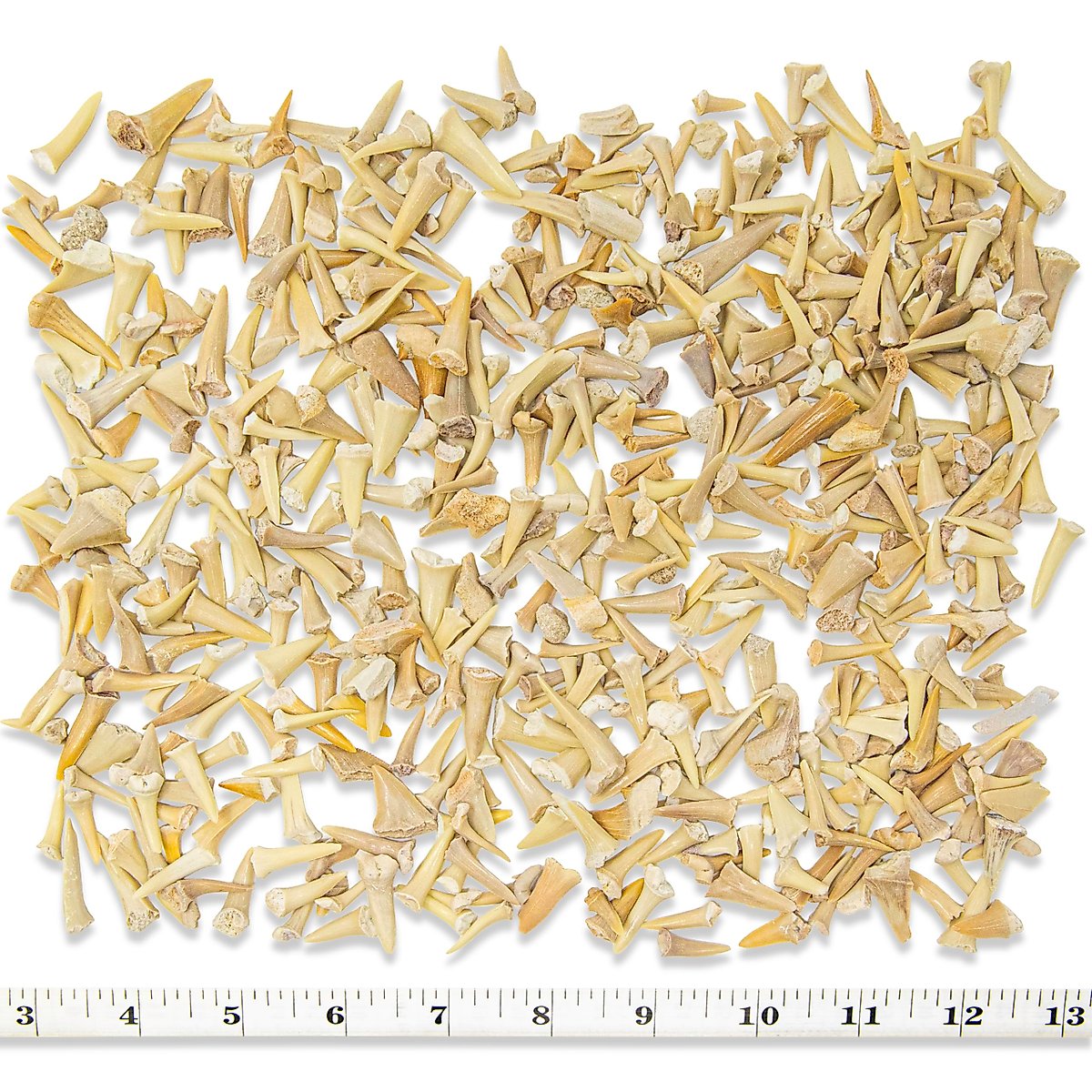 1/2 LB Shark Teeth Bulk Fossils Wholesale - Real Authentic Shark Tooth - High Grade Fossils