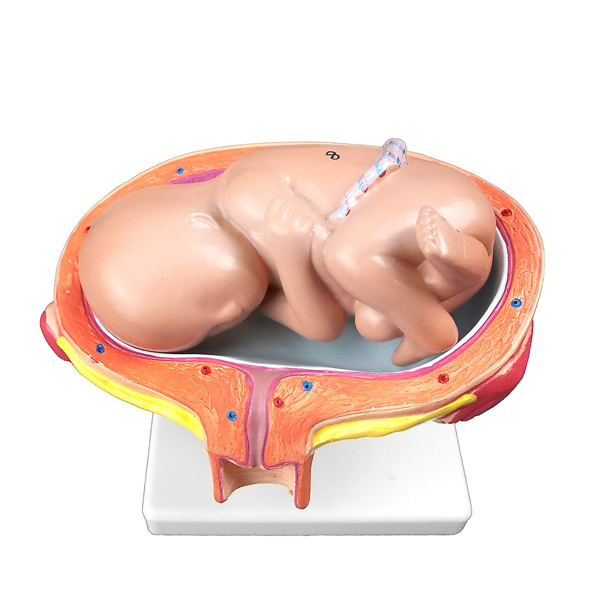 Jackson Global JS00073 Fetus Development Model | Set of 8 Models，14 Pieces in Total | Key Anatomical Features Labelled with Accompanying Key Card