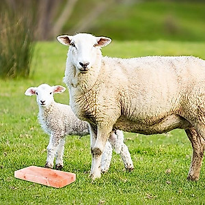 Fabbay 8 Pcs Animal Lick Salt Bulk Himalayan Salt Block Pink Salt Lick Brick Long Lasting Compressed Minerals Block for Animals, Horses, Deer, Cattle, Sheep, and Other Livestock