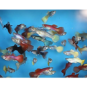 Family of (25) Fancy Guppies Live Tropical Fish for Aquarium Pond or Fish Tank