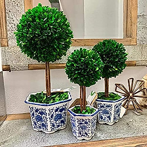 Galt International Preserved Boxwood Topiary Tree in Blue & White Ceramic Pot - Plant and Table Centerpiece - Stunning Greenery and Plant Decor for Home 5.9" Diameter Topiary 14" Tall