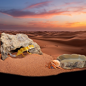 ERAARK Reptile Terrarium 4.5 Gallon Glass Reptile Tank 16"x7.8"x7" with Top Screen Ventilation,Hide Cave,Water Bowl for Bearded Dragon,Lizard,Spider,Hamster,Hermit Crab, Turtle Tortoise