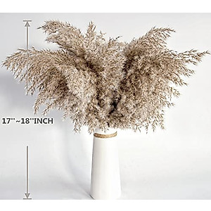 Pampas Grass Decor, Natural Dry Pampas Grass Small, Short Pampass Bulk for Farmhouse, Wall, Kitchen, Bedroom Decor, Office Decor (17 inch )