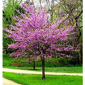 Eastern Redbud Tree Sakura Bonsai American Redbud Cercis Canadensis 15 Seeds Garden Seeds for Planting