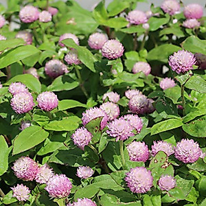 Outsidepride Gomphrena Salmon Globe Amaranth Garden Cut Flower Plants Great for Dried Floral Arrangements - 2000 Seeds