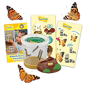 Insect Lore Cup of Caterpillars - Butterfly Kit Refill - Life Science & STEM Education
