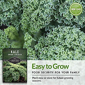 Survival Garden Seeds - Dwarf Siberian Kale Seed for Planting - Packet with Instructions to Plant and Grow Ornamental or Delicious Edible Kale in Your Home Vegetable Garden - Non-GMO Heirloom Variety