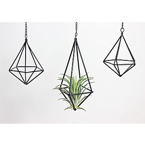 SZRUIZFZ Tillandsia Air Plant Holder Black Geometric Hanging Air Plant Holders Unique for Wall Decor Xerographica Air Plant Hanger for Indoor Decor Himmeli Geometric Decor (5Pcs)