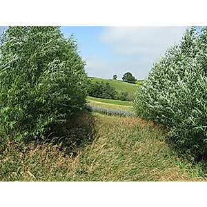 18 Hybrid Willow Trees - Privacy Trees Fast Growing - Great Visual and Sound Barrier - Growing Tutorial Video Link