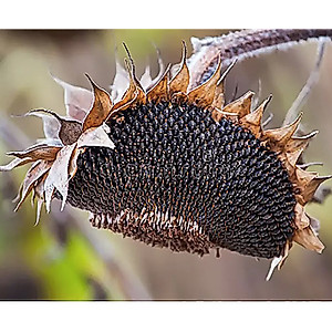 Chocolate Cherry Sunflower Seeds to Plant - Heirloom & Non-GMO - Large Package 200 Sunflower Seeds for Planting in Your Home Garden