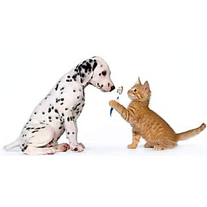 cat Dental Care Treats - Pets Premium Teeth Health for Dogs and Cats - Oral Gum Teeth Complex Support - Vitamin Supplement for Cats - 60 Tablets (1 Bottle)