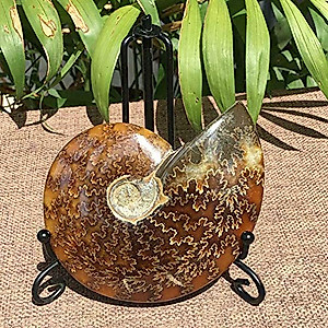 Wixine 2Pcs Natural Iridescent Ammonite Facet Specimen Fossil Madagascar Stone Gem