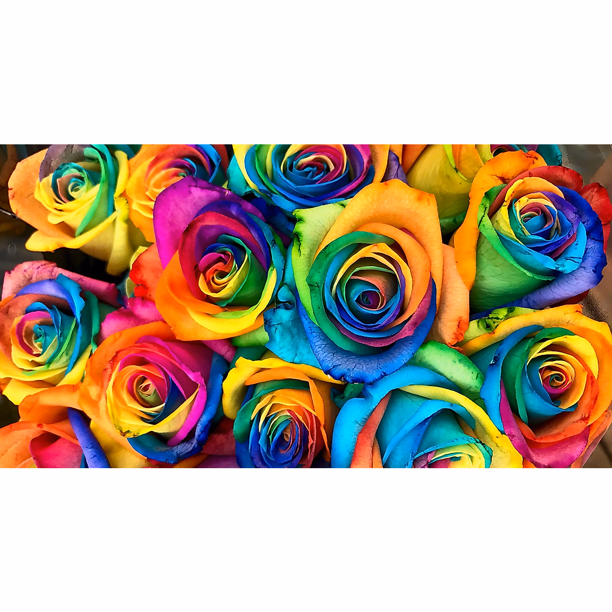 SeedCoast Rainbow Rose Seeds for Planting - Rare Rose Bushes Ready to Plant Outdoor Home Garden - Heirloom Perennial Climbing Rose Flower Bulk of 100 Seeds