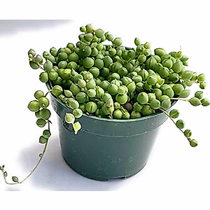 Live Succulent (4" String of Pearls), Succulents Plants Live, Succulent Plants Fully Rooted, Rare House Plant for Home Office Decoration, DIY Projects, Party Favor Gift by Fatplants
