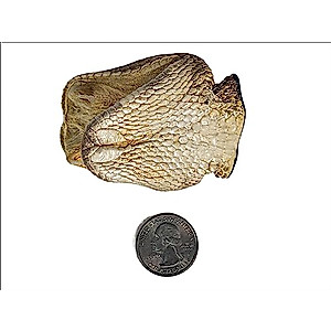 Chichester Inc Extra Large Real Rattlesnake Head : Open Mouth